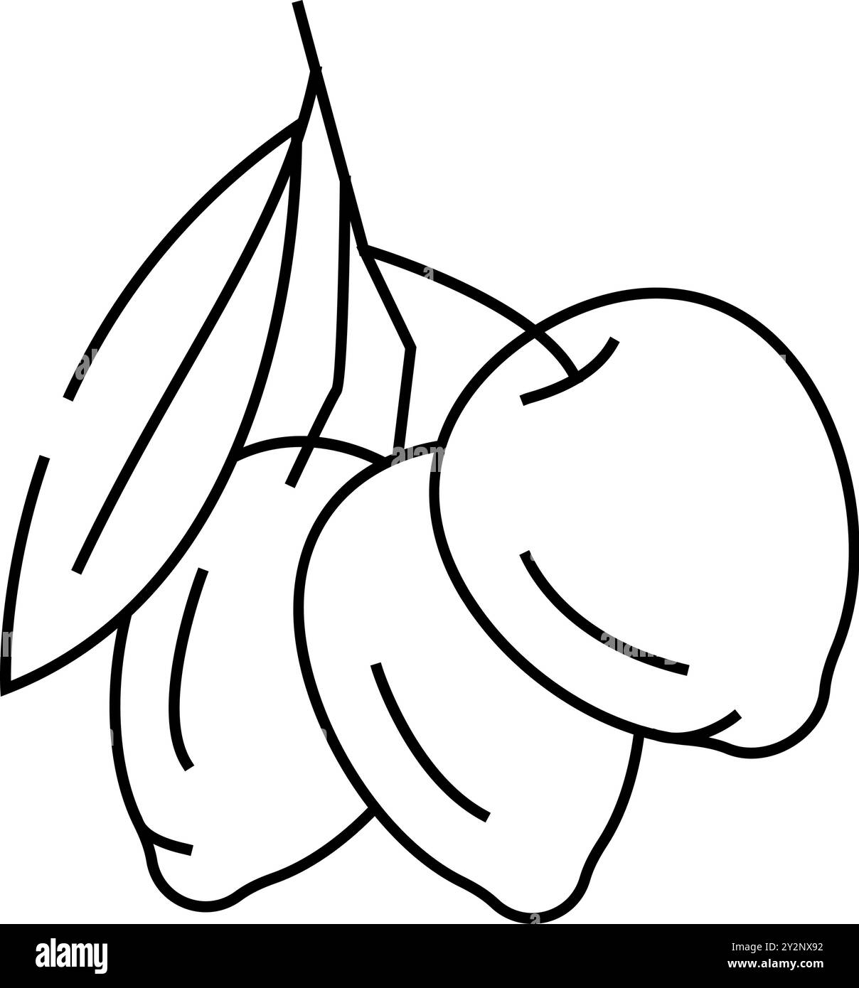 Branch olives bottle olive Black and White Stock Photos & Images - Alamy