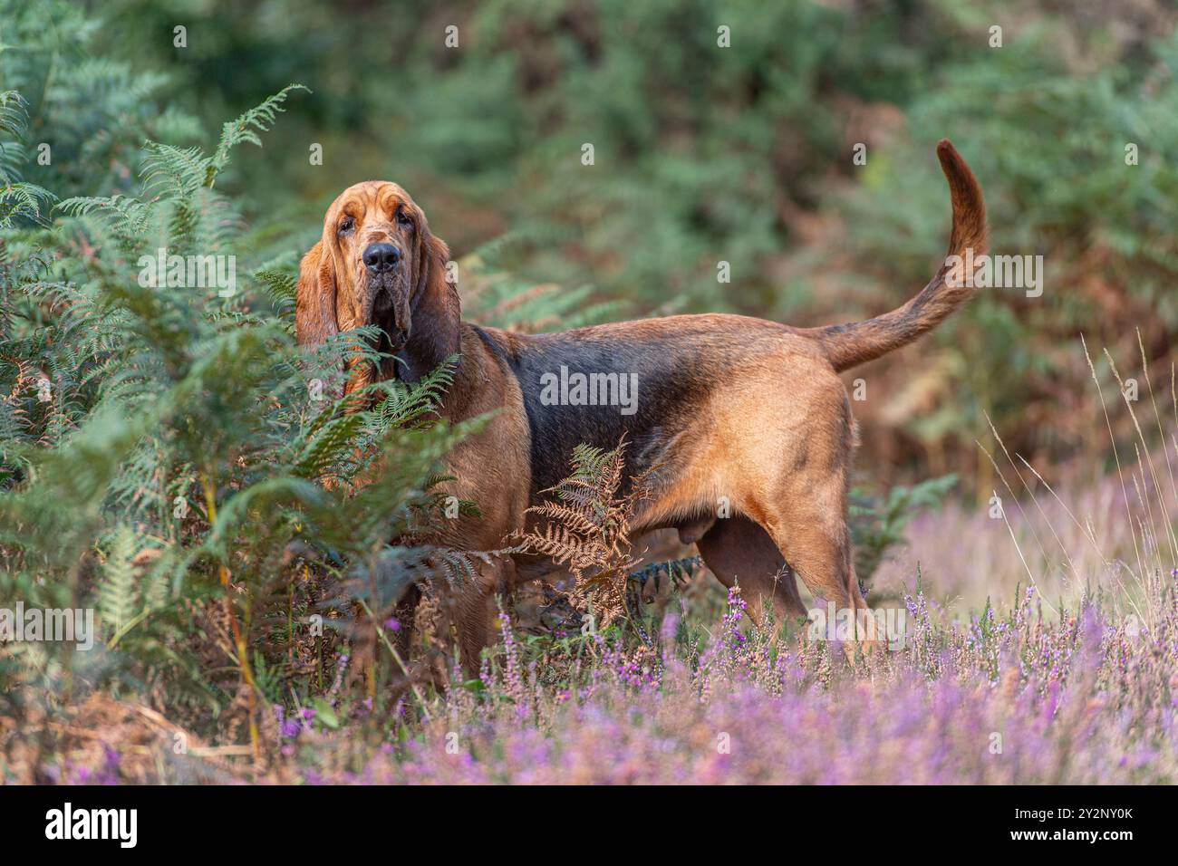 bloodhound dog UK Stock Photo - Alamy