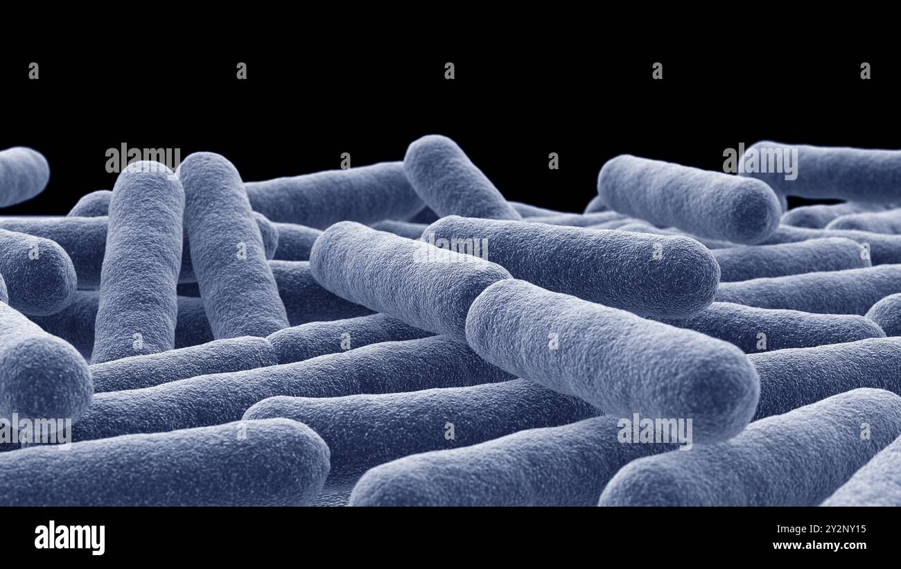 Lactobacillus bacteria microscope hi-res stock photography and images ...