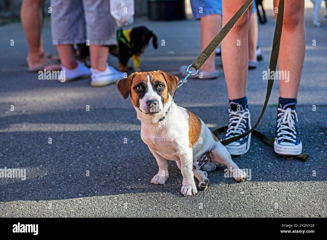 cute Jack Russell Terrier sits on the asphalt near the feet of the ...