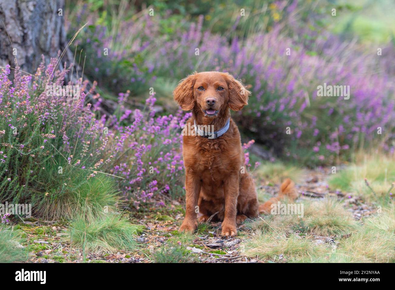 cavapoo dog sitting amongst heather flowers Stock Photo - Alamy