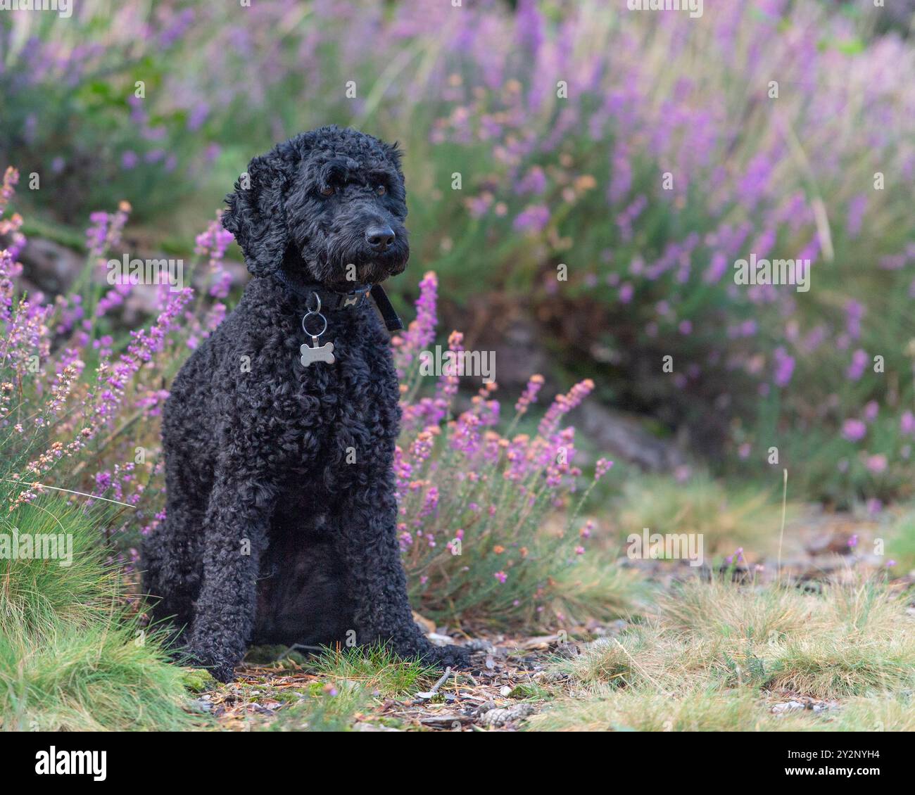 cockapoo dog with collar and tag Stock Photo - Alamy