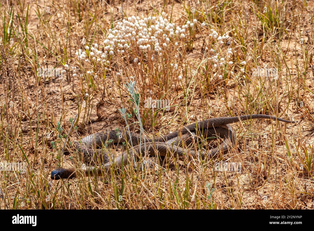 Highly venomous Inland Taipan in natural Western Queensland outback ...