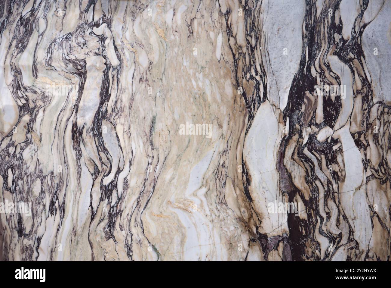 Calacatta Viola Marble: Luxurious White with Deep Violet Veins Stock ...