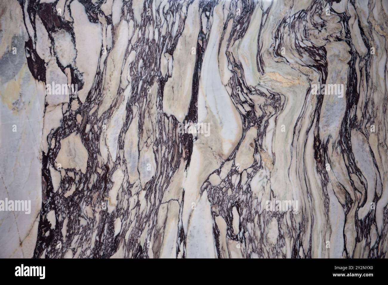 Calacatta Viola Marble: Luxurious White with Deep Violet Veins Stock ...