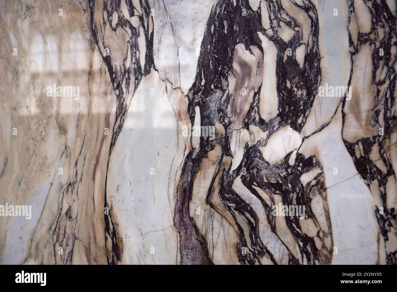 Calacatta Viola Marble: Luxurious White with Deep Violet Veins Stock ...