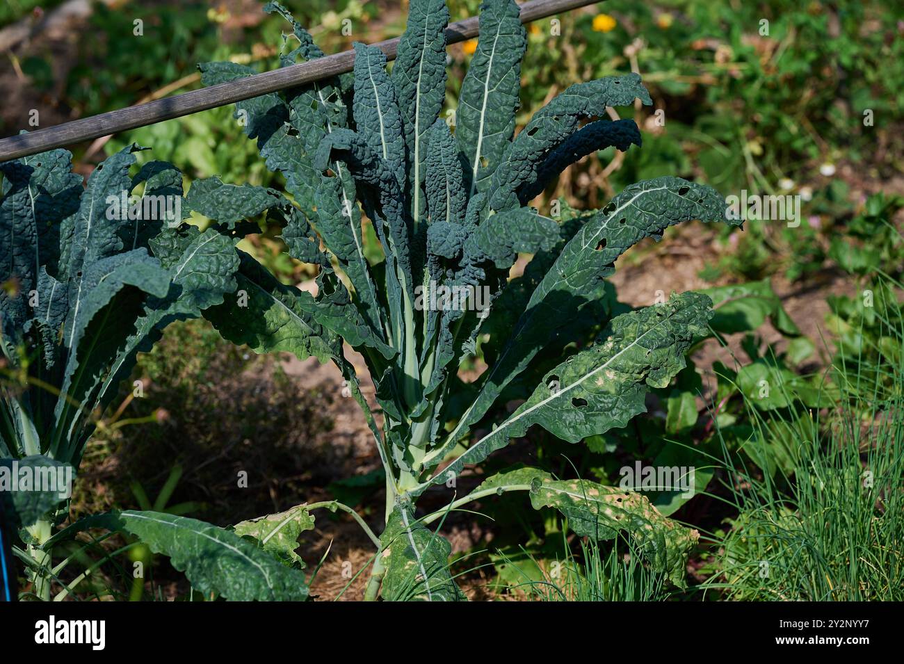 Garten Gemuese Palmkohl Palmkohl Brassica oleracea var. palmifolia ...