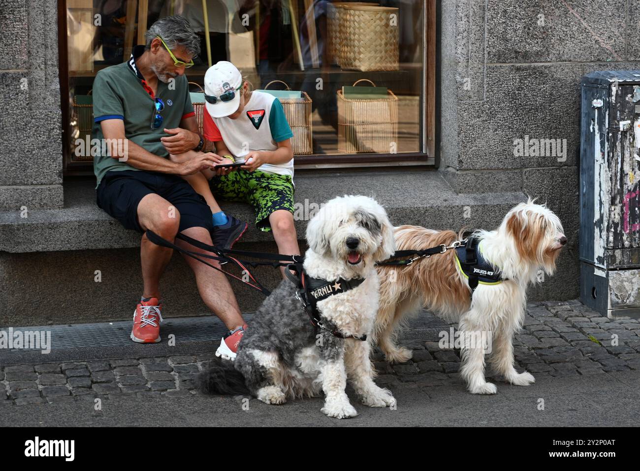 Copenhagen, Denmark - August 1, 2024: A people with dogs on the street ...