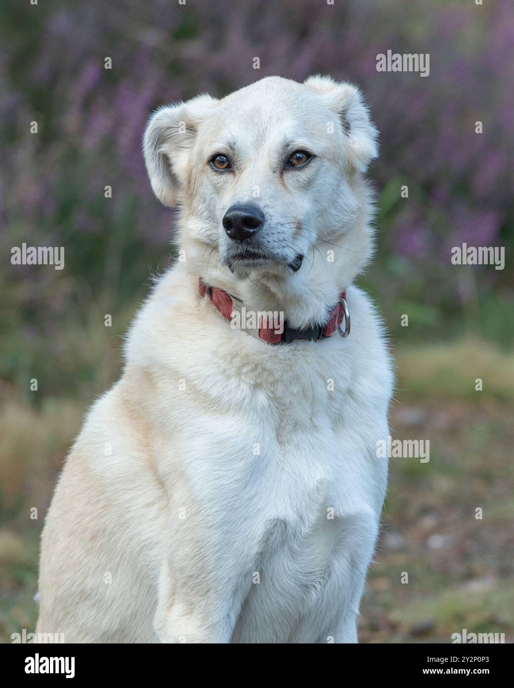 Romanian dog hi-res stock photography and images - Alamy