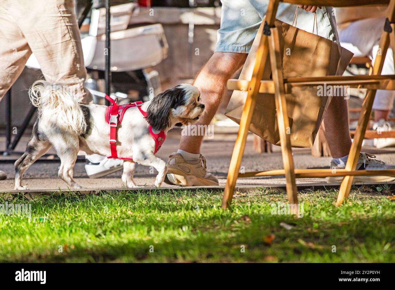 Proper leash use hi-res stock photography and images - Alamy