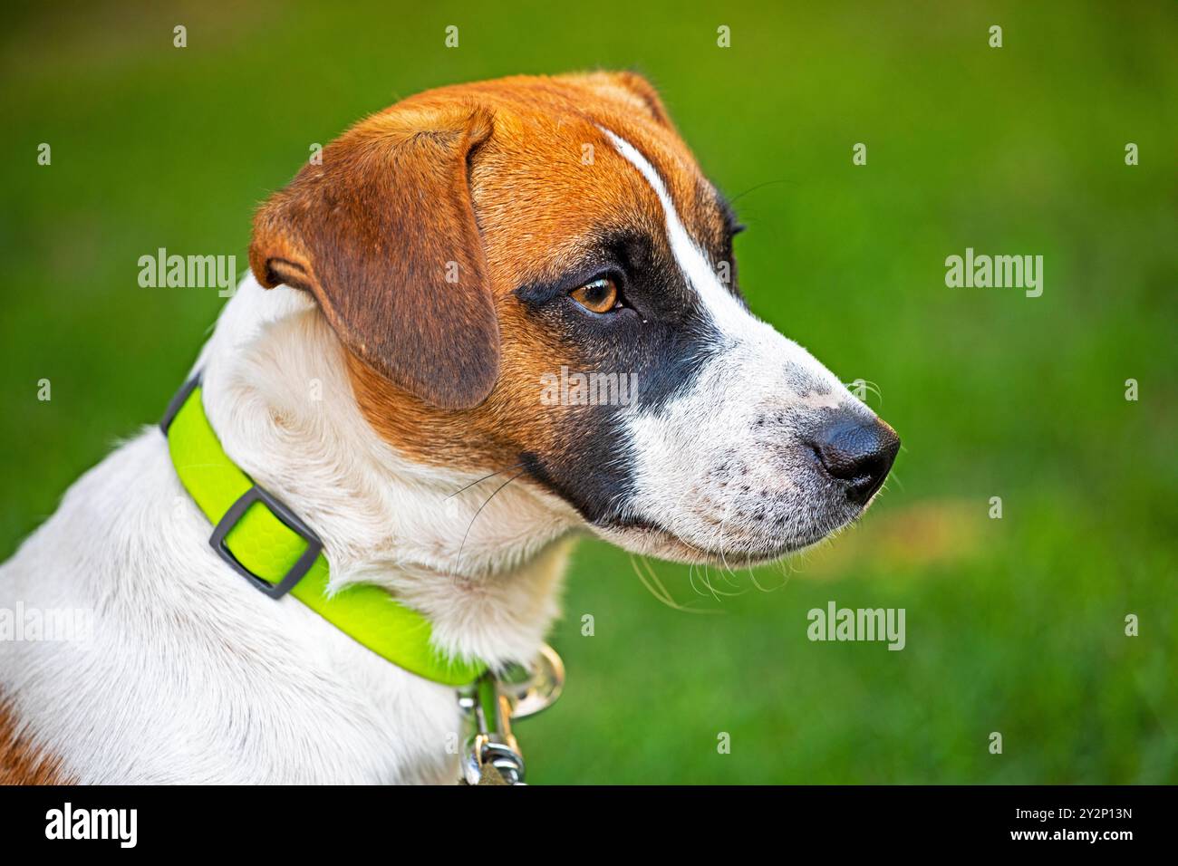 beautiful head of a Jack Russell Terrier puppy on the grass Stock Photo ...