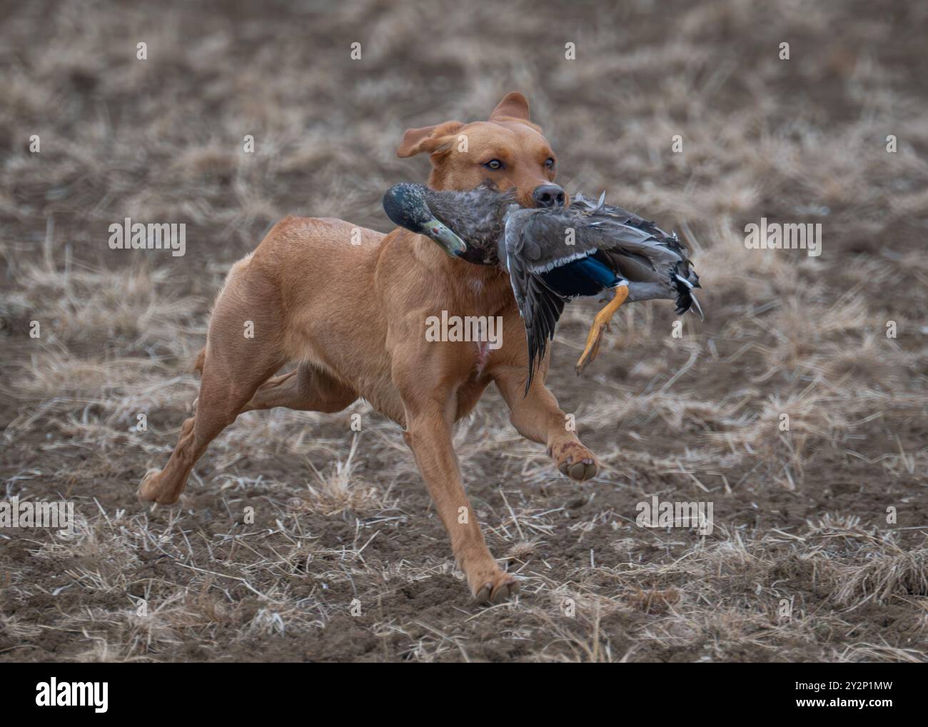Fox Red Labrador Retriever Gundog Stock Photo - Alamy