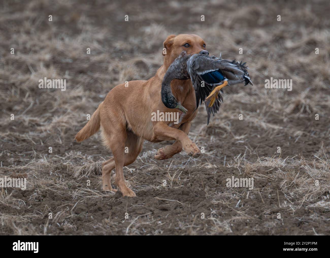 Fox Red Labrador Retriever Gundog Stock Photo - Alamy