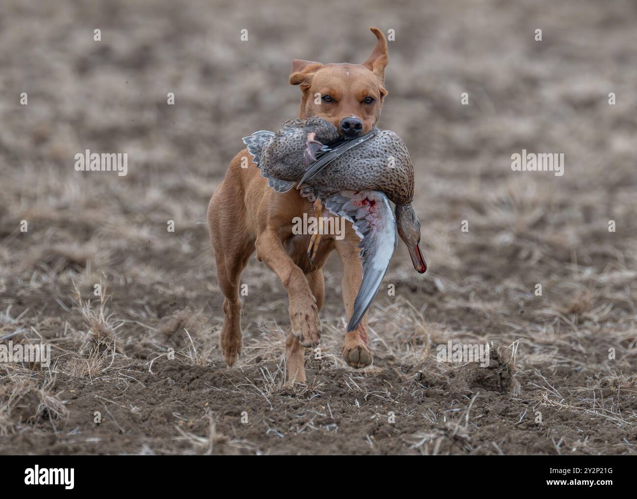 Fox Red Labrador Retriever Gundog Stock Photo - Alamy