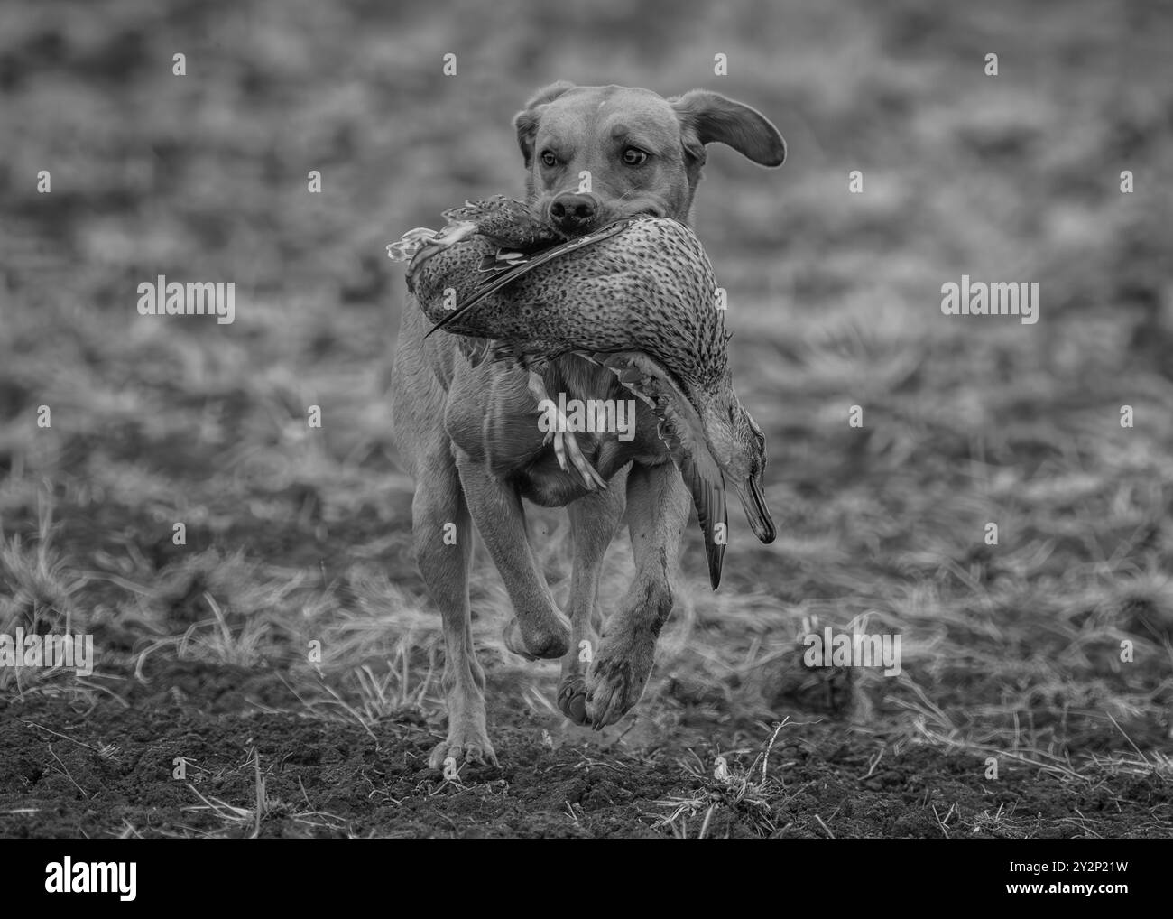 Fox Red Labrador Retriever Gundog Stock Photo - Alamy