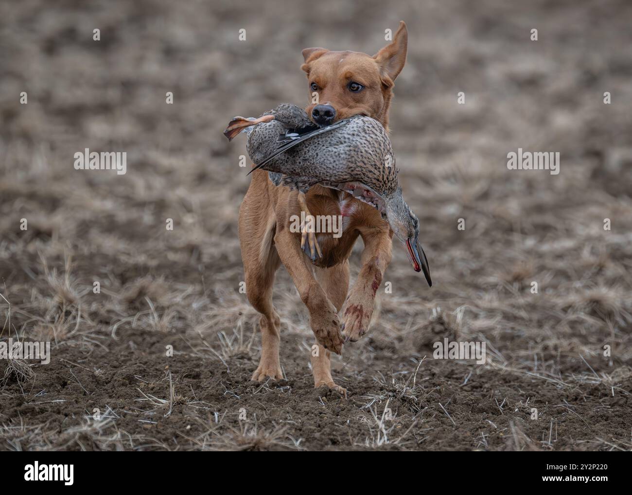 Fox Red Labrador Retriever Gundog Stock Photo - Alamy