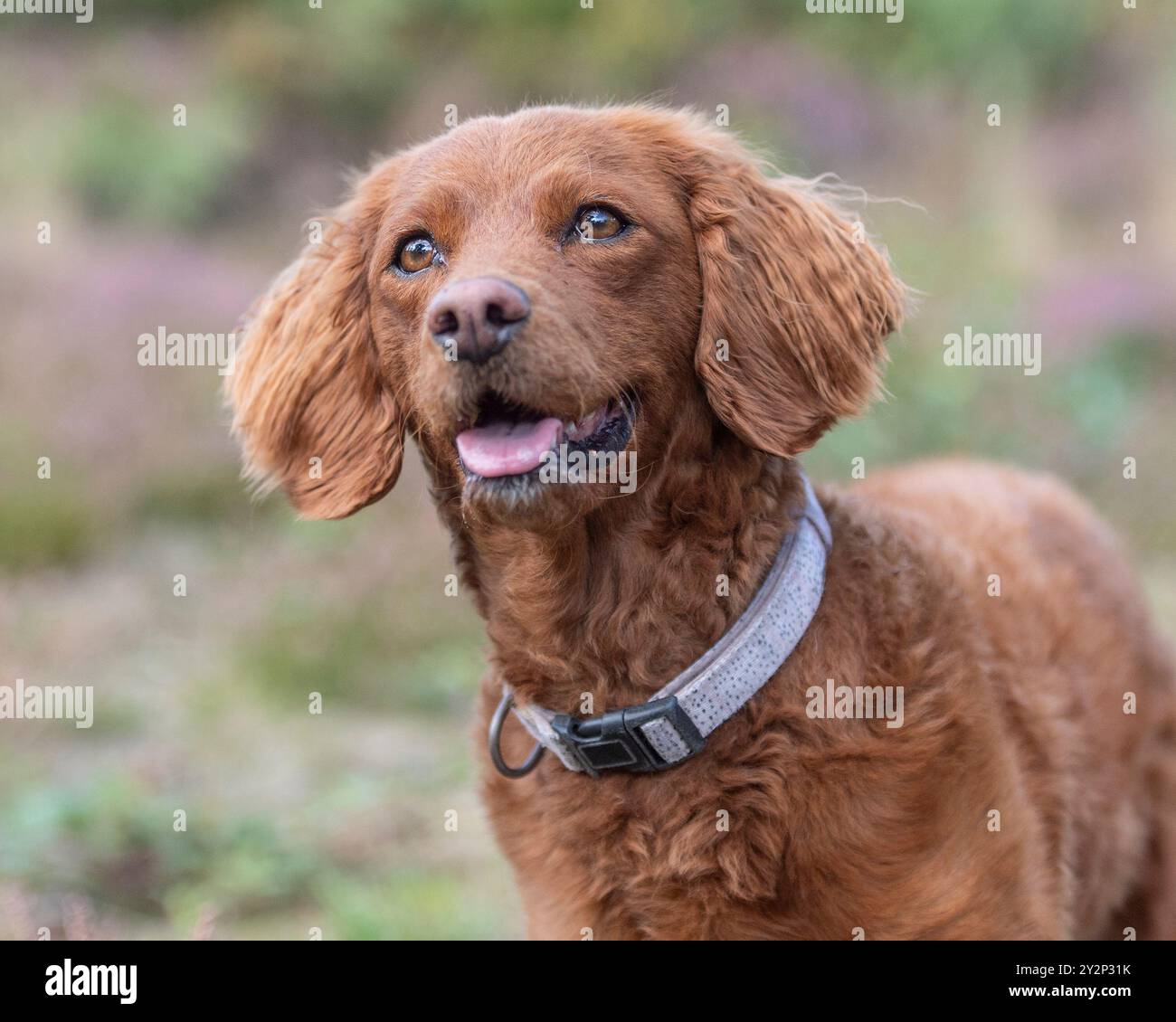 cavapoo dog UK Stock Photo - Alamy