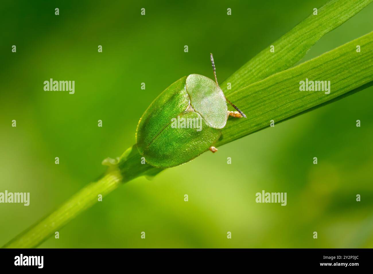 Green tortoise beetle (Cassida viridis) on a green plant stem Stock ...