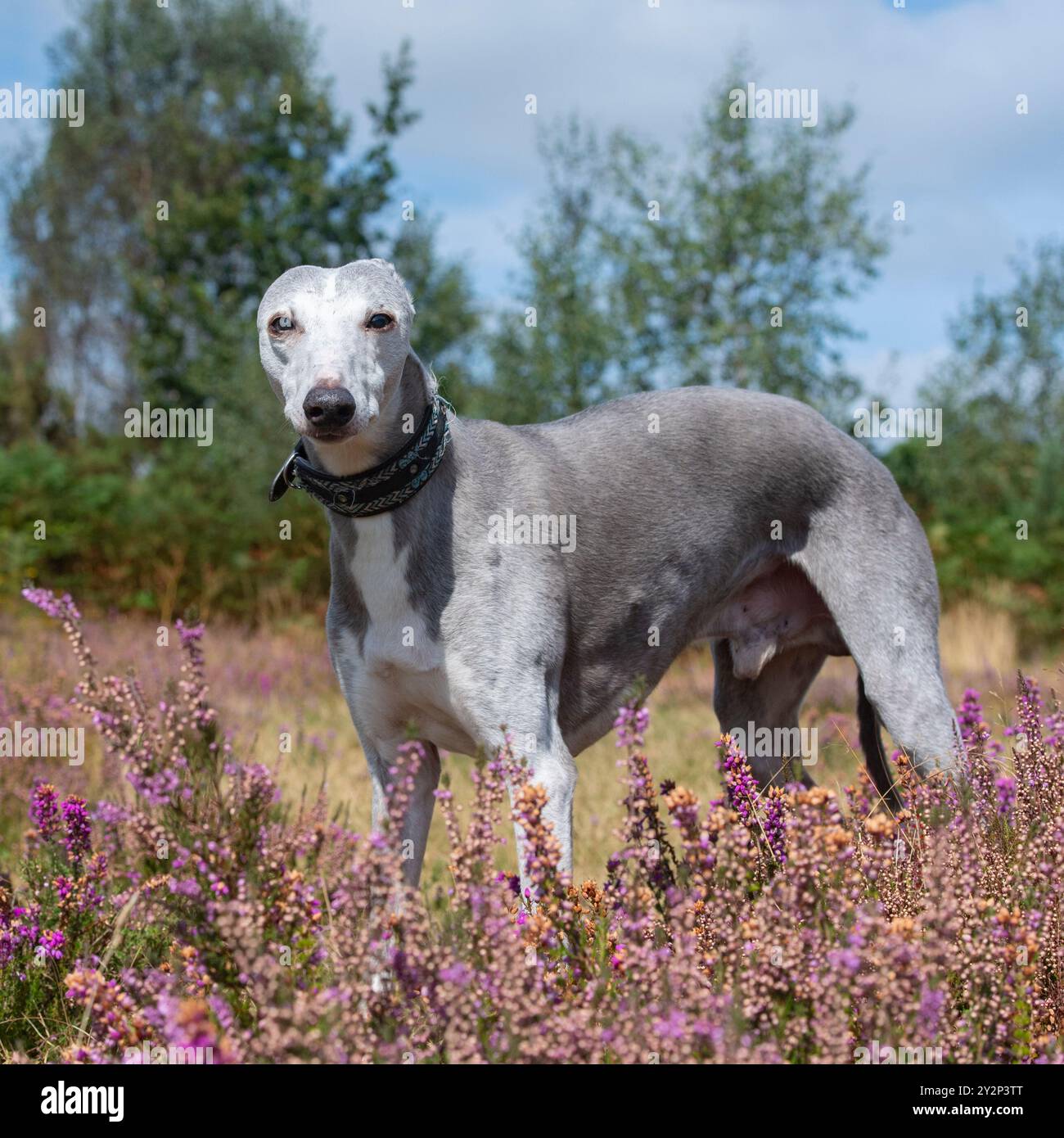grey whippet dog UK Stock Photo - Alamy