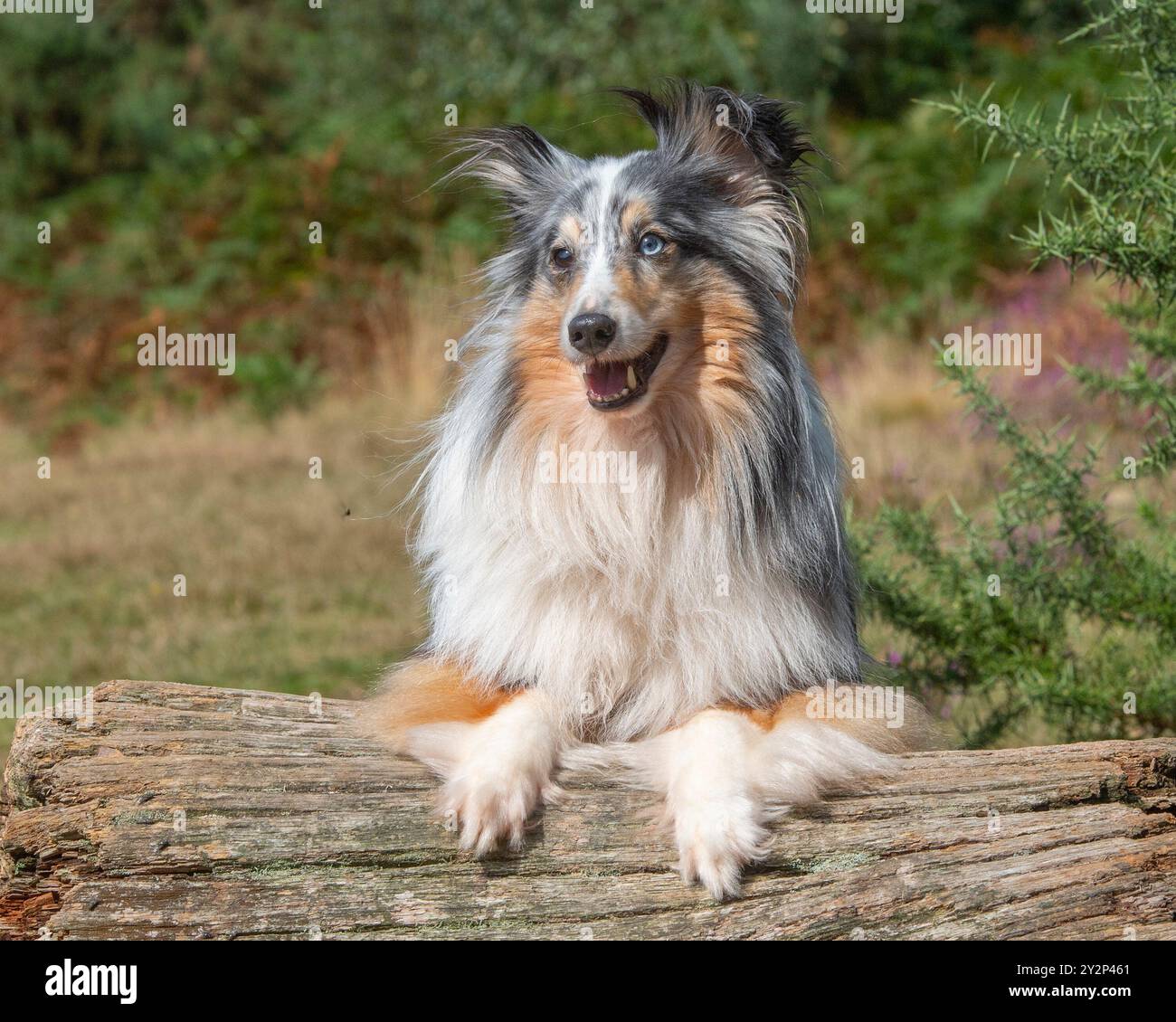 Merle Shetland Sheepdog looking over a log Stock Photo - Alamy