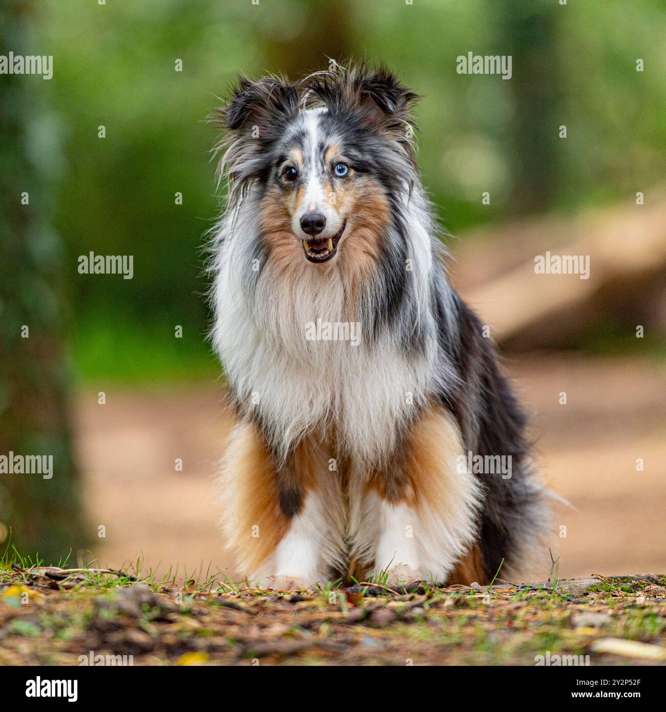 Active shetland sheepdog hi-res stock photography and images - Alamy