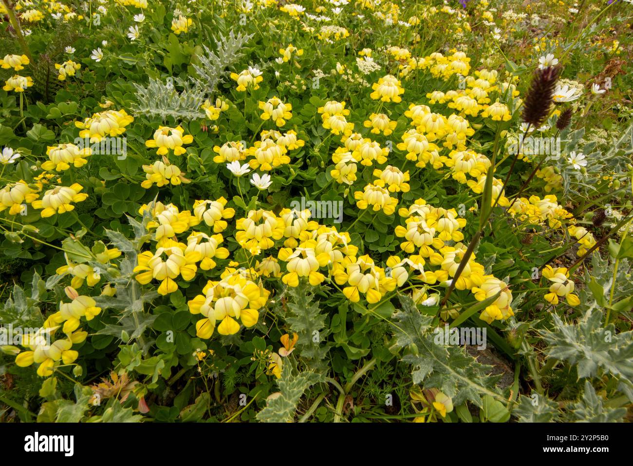 Yellow Coronilla balansae in the valley Stock Photo - Alamy