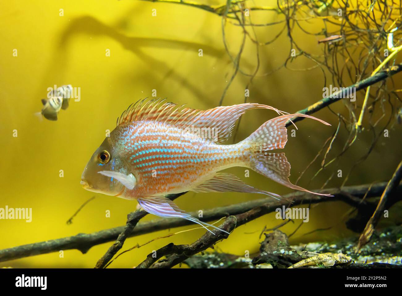 Geophagus pindare, a genus of freshwater ray-finned fish from the ...