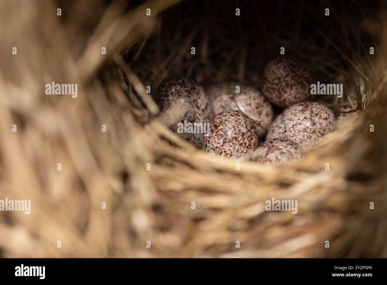 Wood Warbler, nest and eggs, Forest of Dean Phylloscopus sibilatrix ...