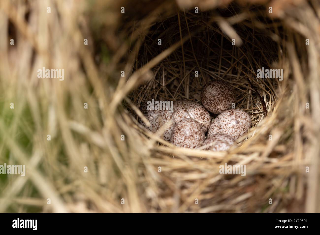 Wood Warbler, nest and eggs, Forest of Dean Phylloscopus sibilatrix ...