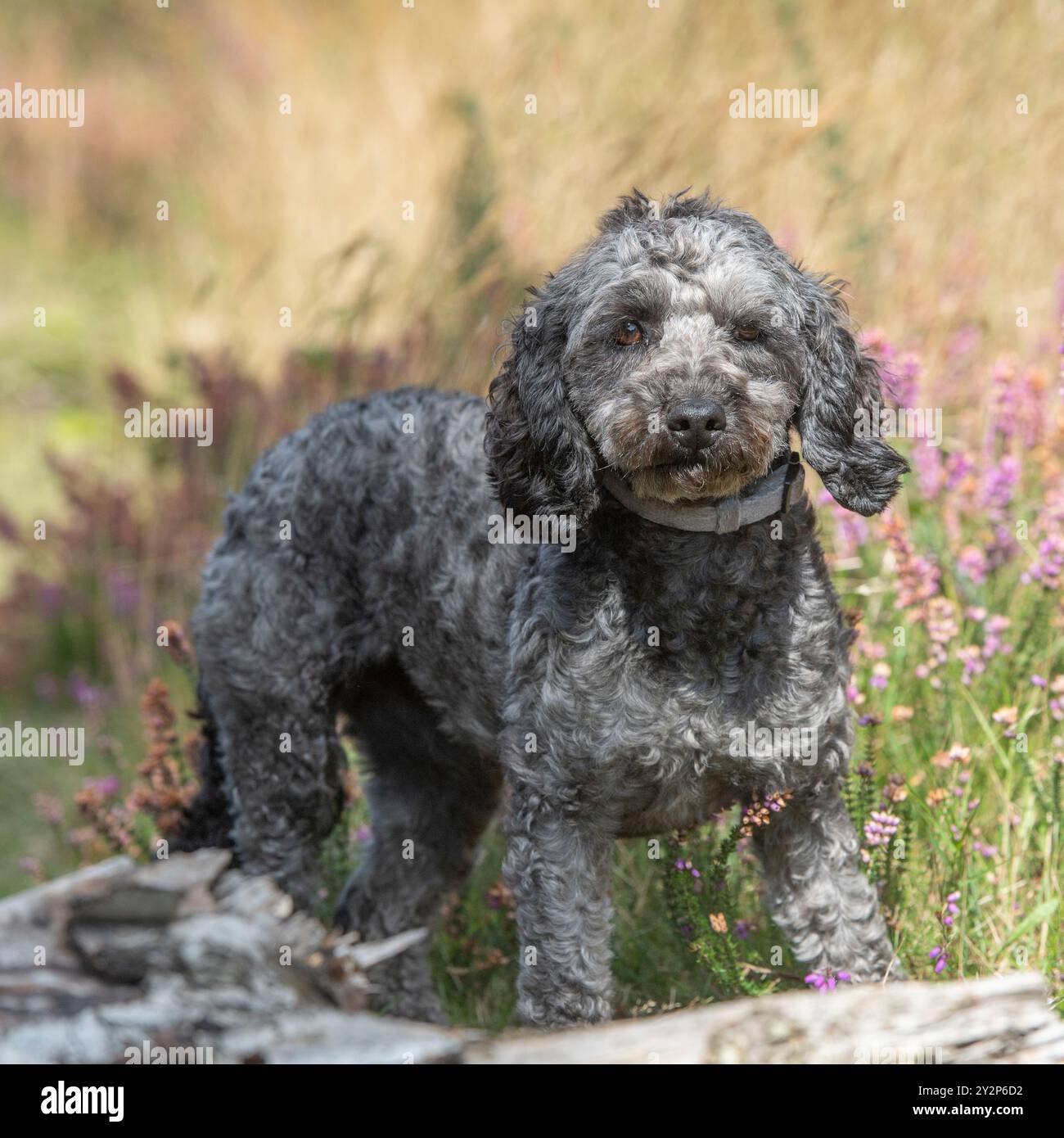 cavapoo dog. UK Stock Photo - Alamy