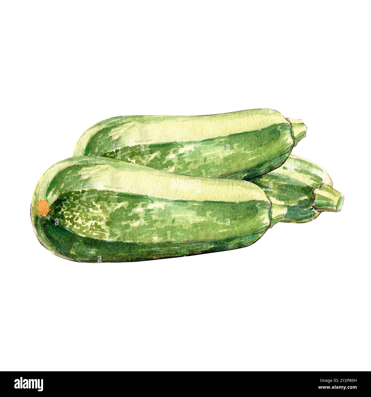 zucchini watercolor illustration on white background Stock Photo - Alamy