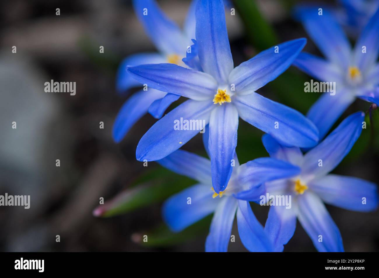 Cluster of petals hi-res stock photography and images - Alamy