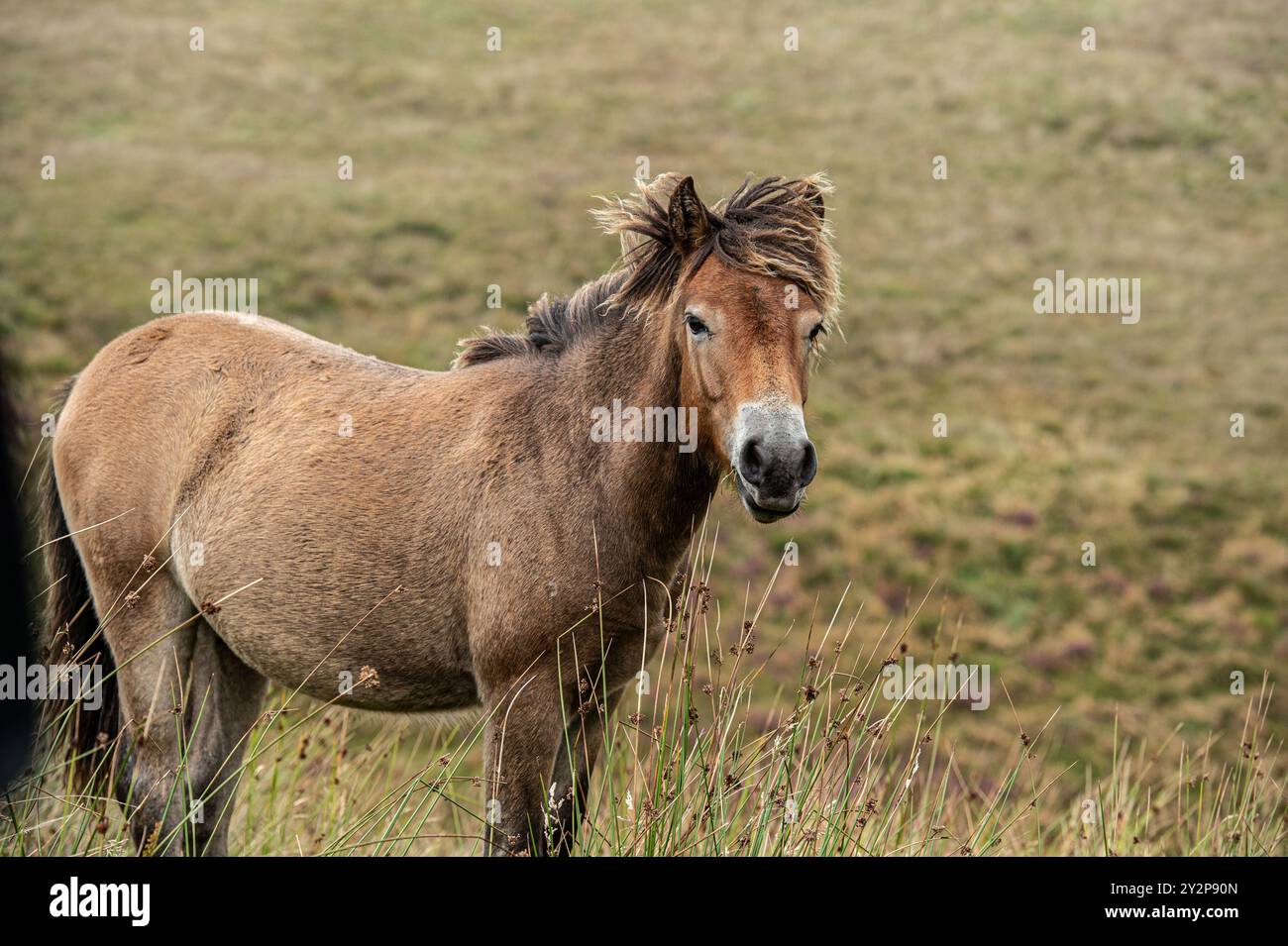 Native pony hi-res stock photography and images - Alamy