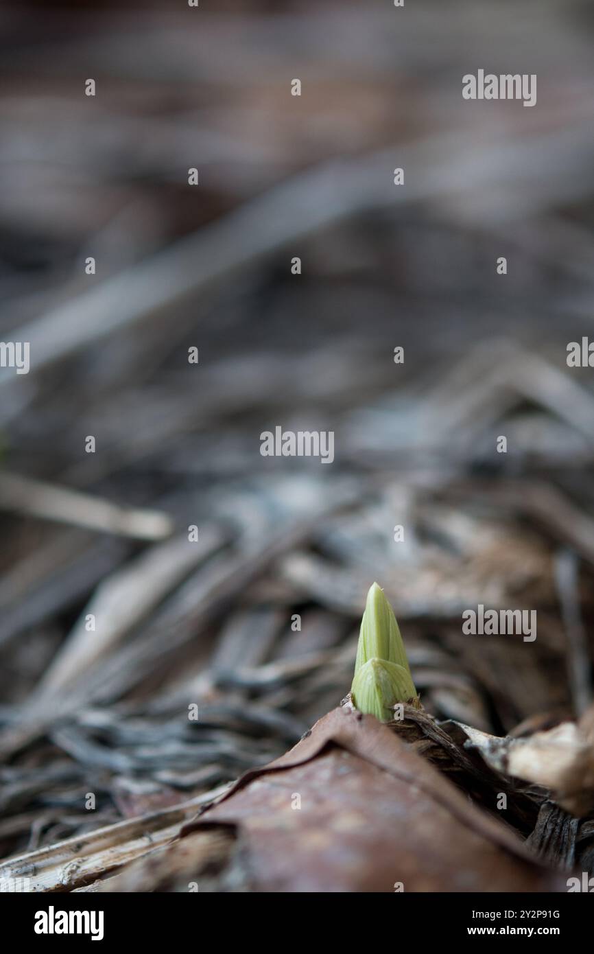 New plant emerging hi-res stock photography and images - Alamy