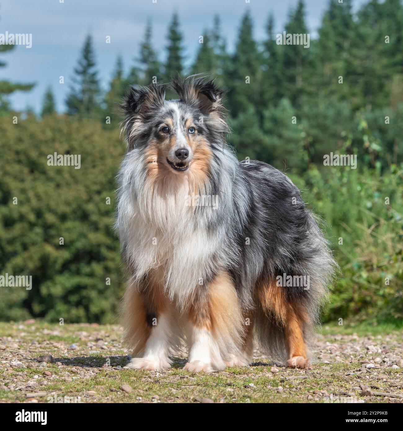 Sheepdog standing hi-res stock photography and images - Alamy