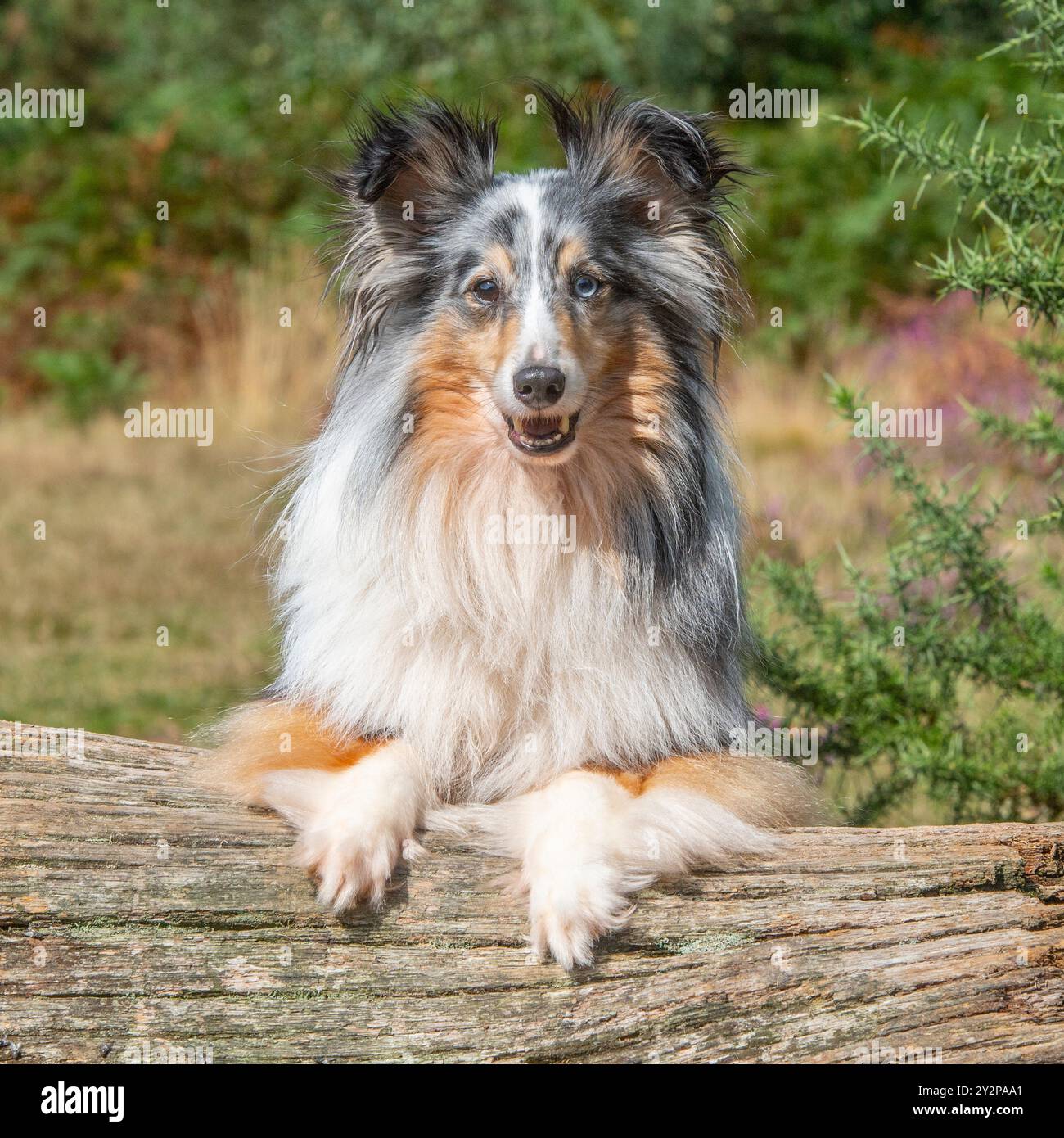 shetland sheepdog looking over a log in UK Stock Photo - Alamy