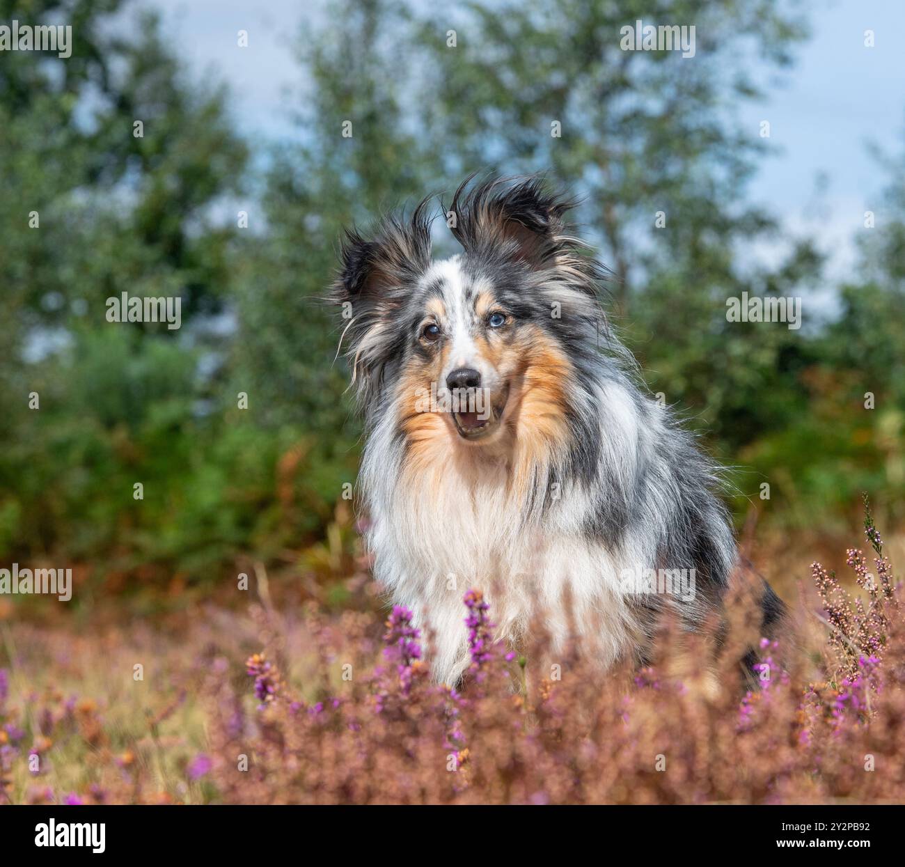 blue tri merle shetland sheepdog Stock Photo - Alamy