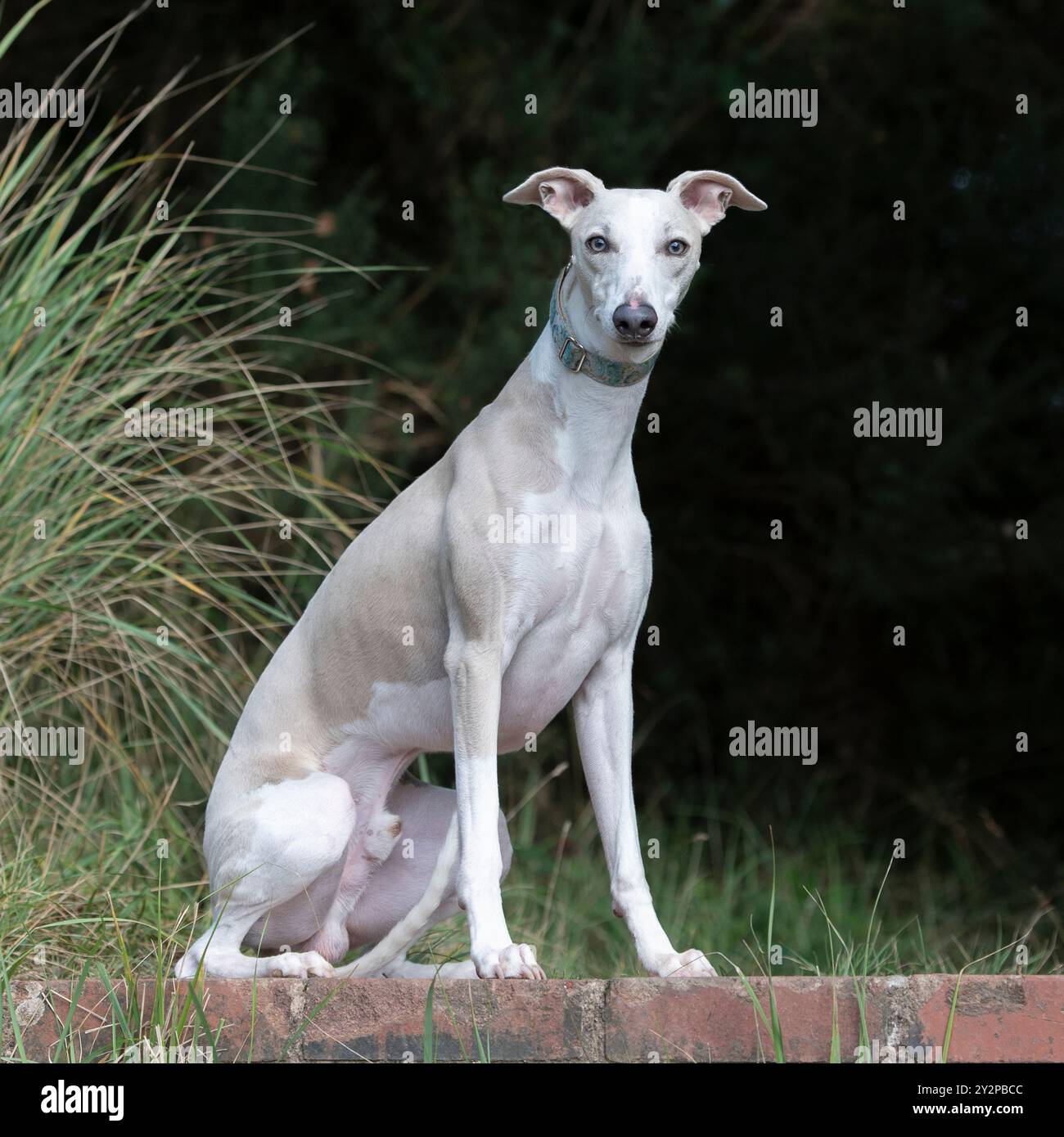 whippet dog sitting down with black background UK Stock Photo - Alamy