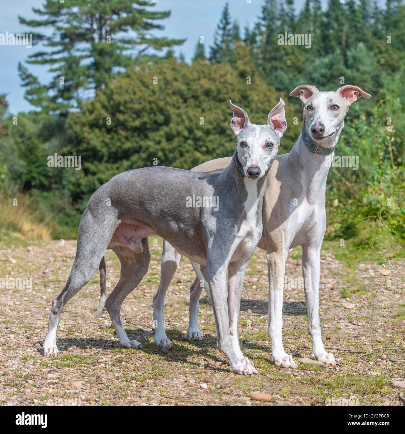 Whippet dogs hi-res stock photography and images - Alamy