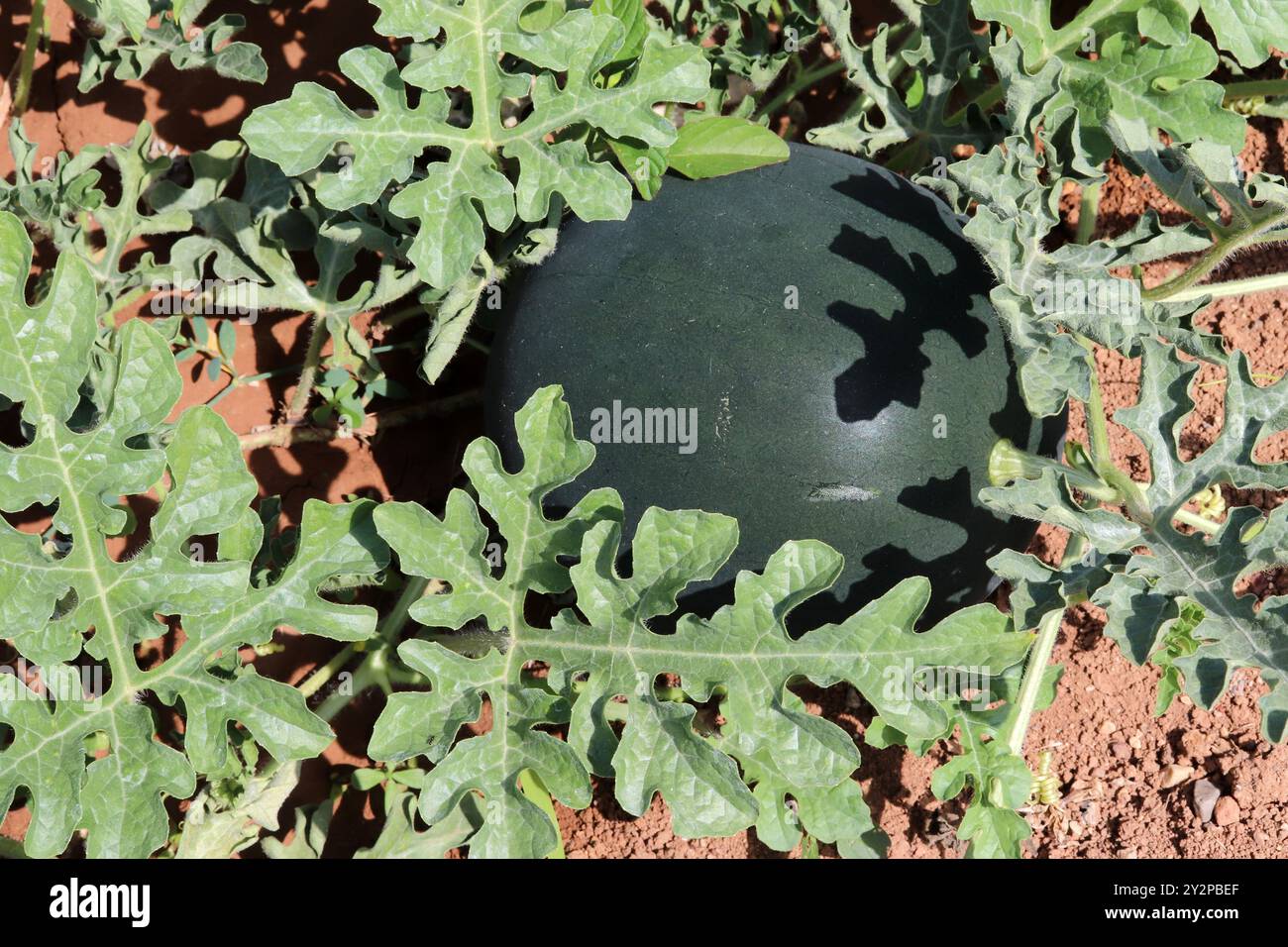 Agriculture. Natural watermelon growing in the field Stock Photo - Alamy