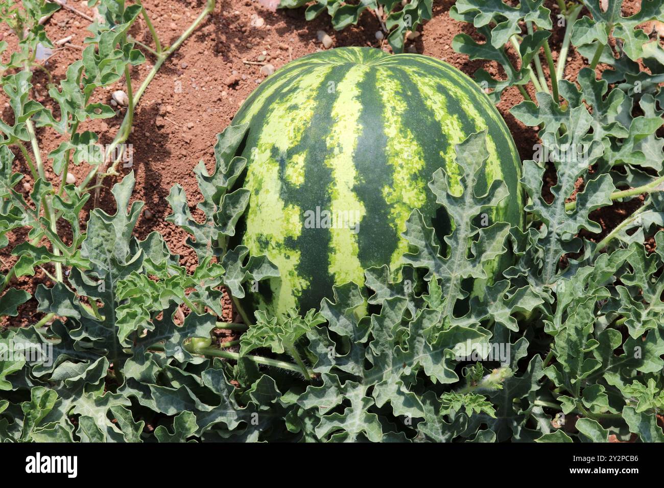 Agriculture. Natural watermelon growing in the field Stock Photo - Alamy