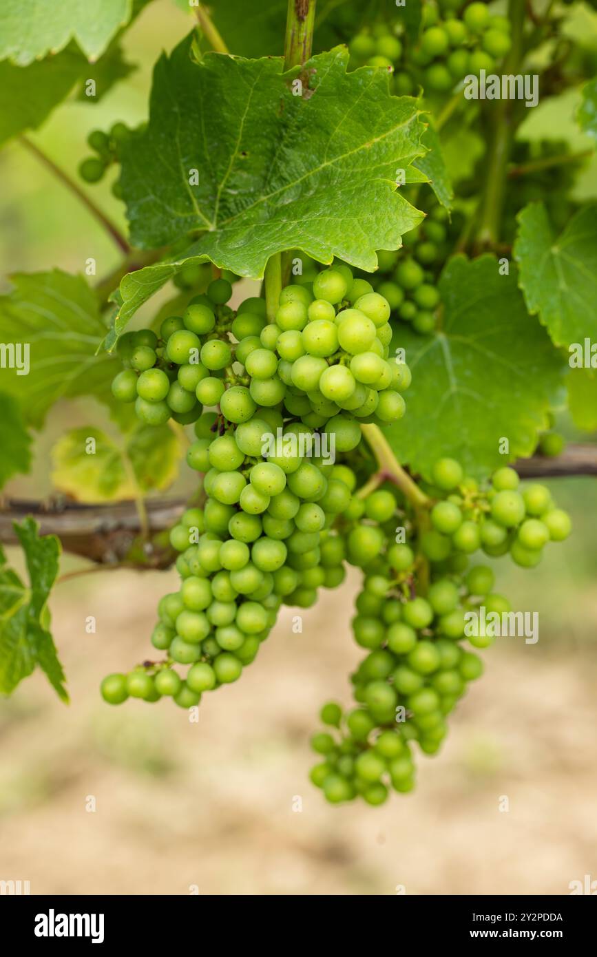 Detail grapes of the vine in the time before locking Stock Photo - Alamy