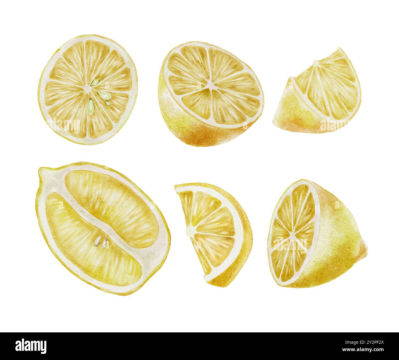 Lemons cut and slice set Watercolor illustration Stock Photo - Alamy