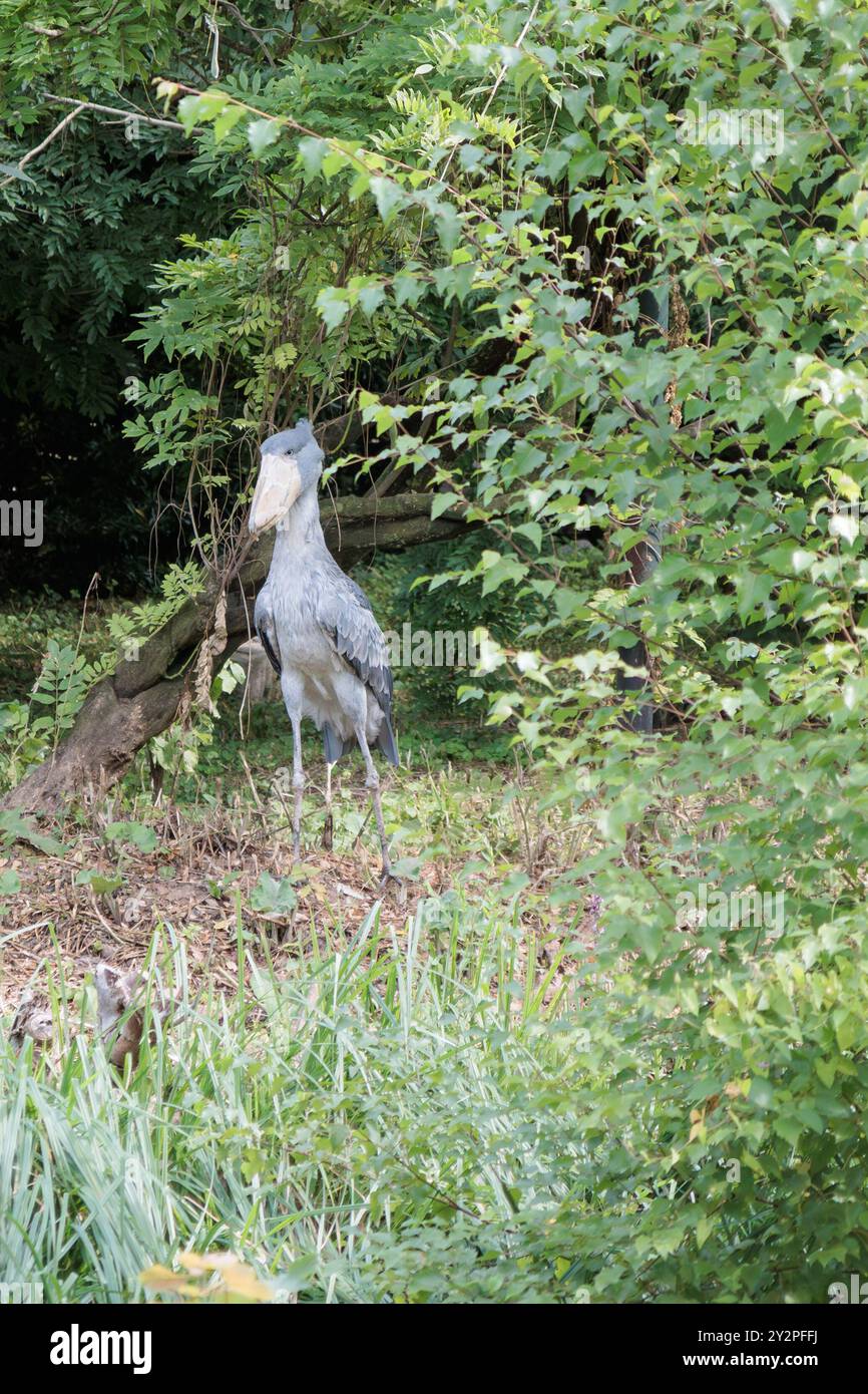 Shoebill (Balaeniceps rex) aka whalebill, whale-headed stork, shoe ...