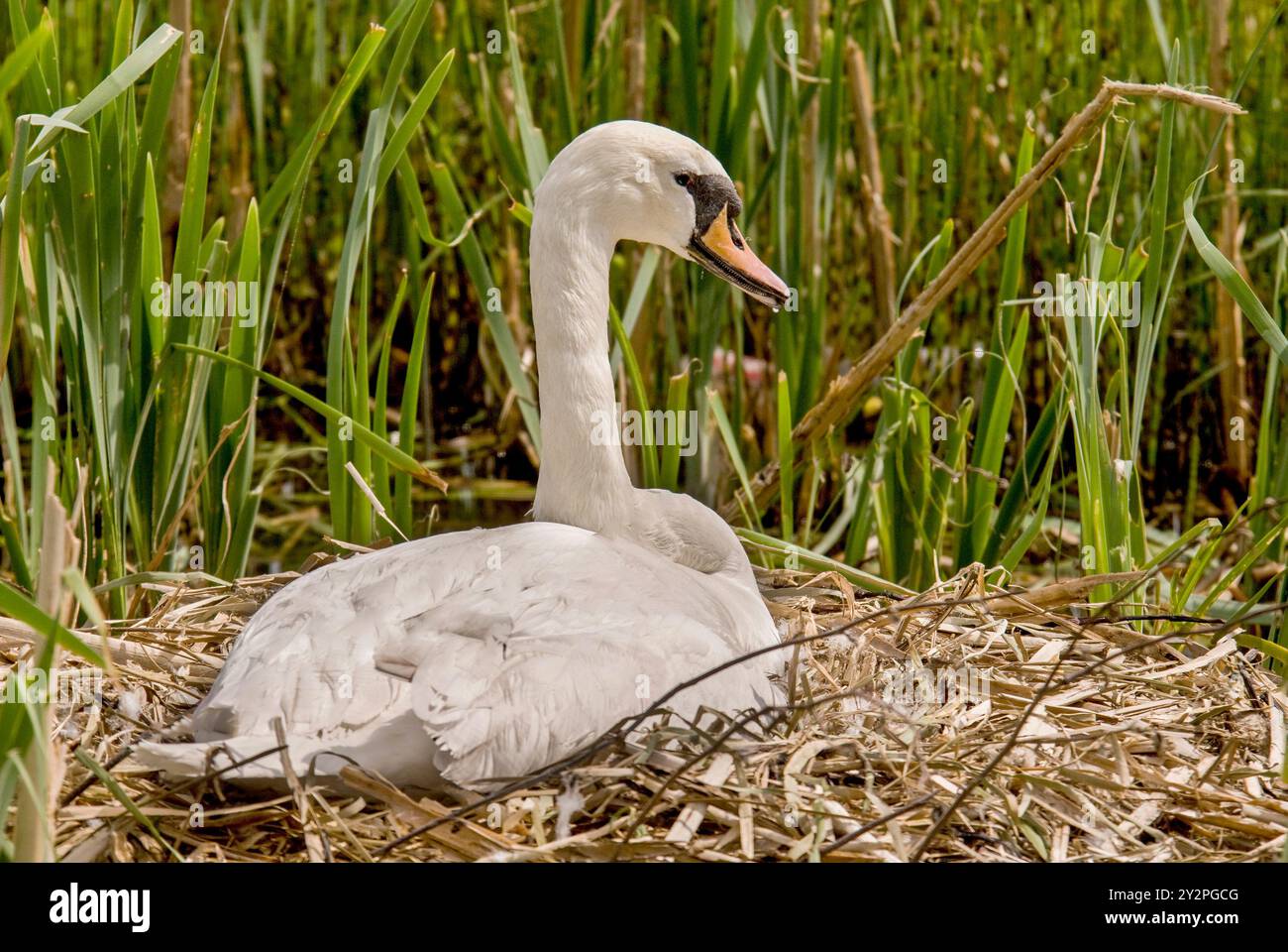A swan sitting on its nest. Animal Stock Photo - Alamy