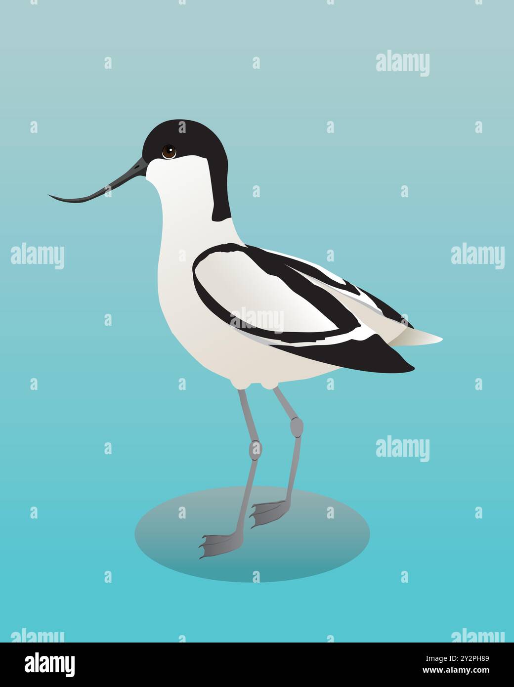 A digital illustration of a pied avocet Stock Vector Image & Art - Alamy
