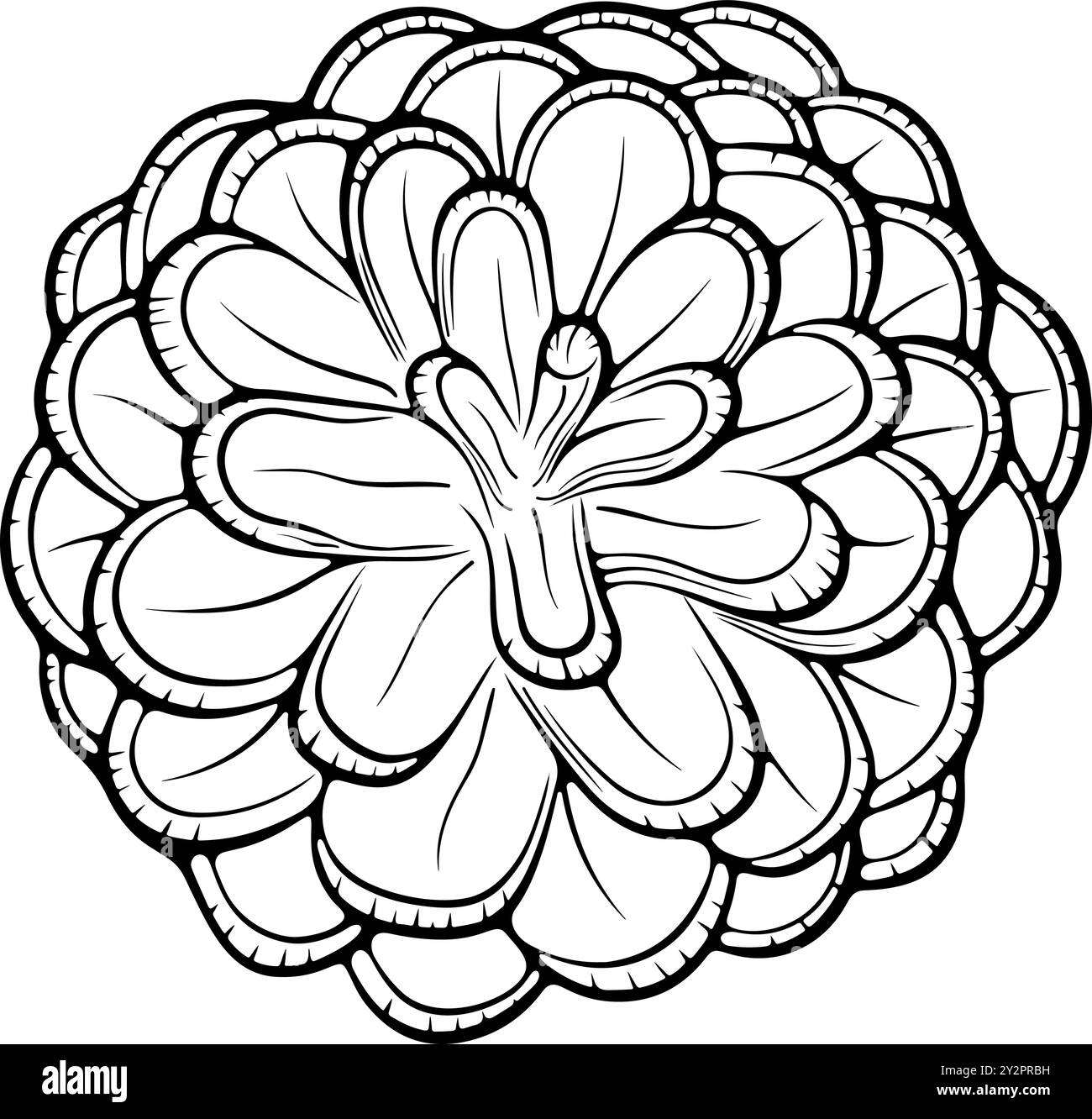 Pine cone top view line art Stock Vector Image & Art - Alamy
