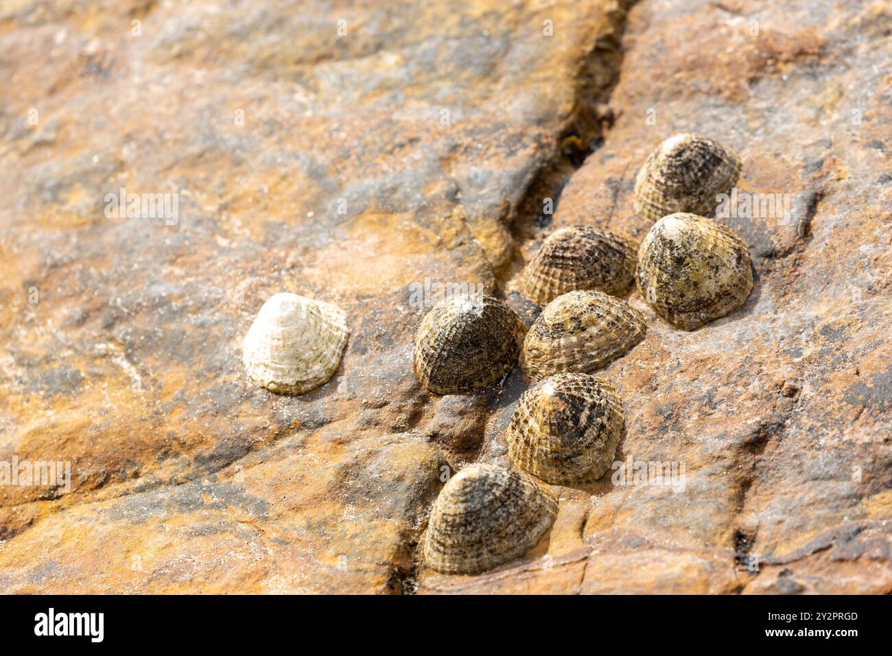 Limpet shell hi-res stock photography and images - Alamy