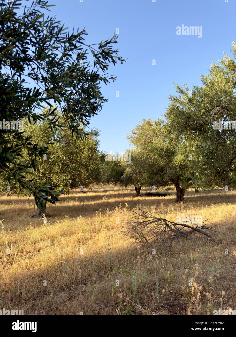 Picturesque Greek olive tree orchards bask under the hot sun ...