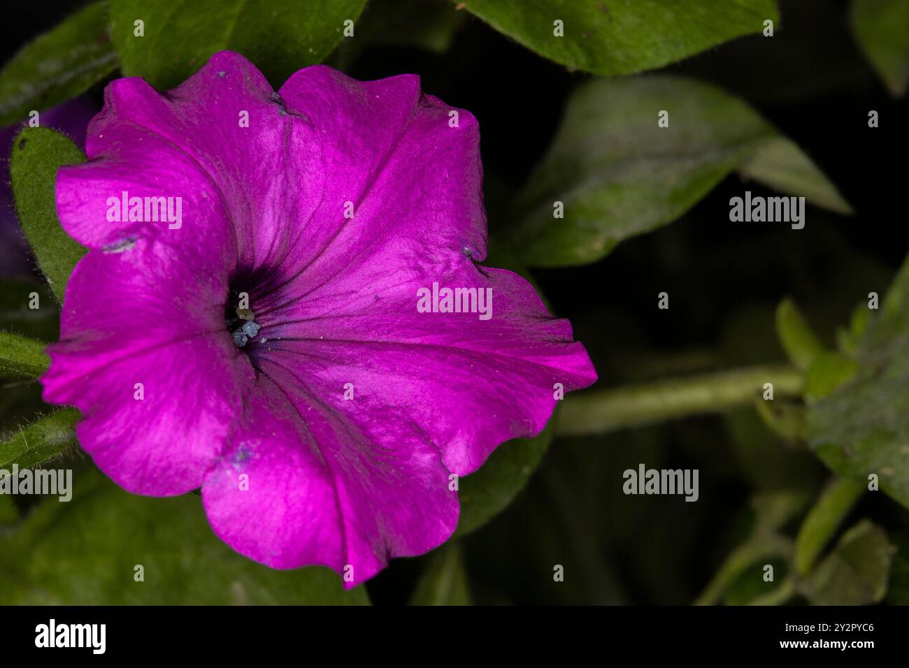close up of an imperfect real Surfinia violet petunia, this flower is ...